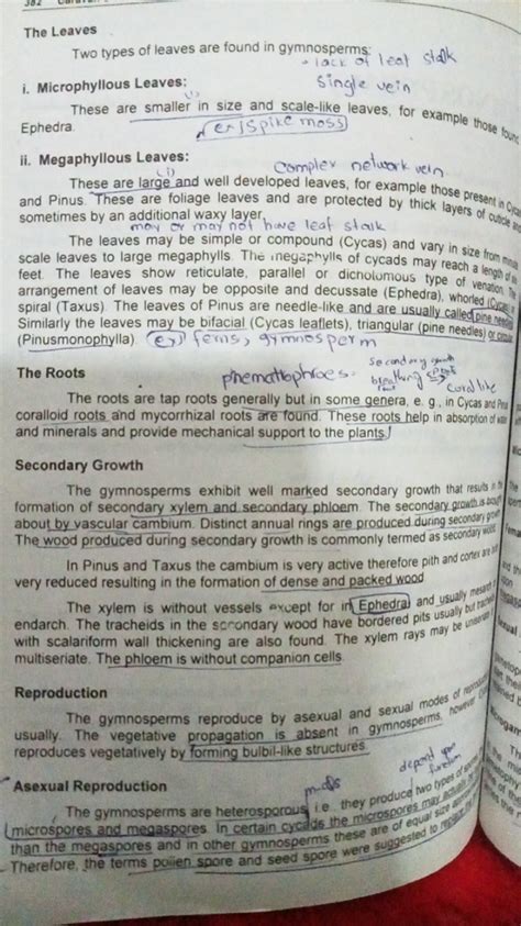 The Leavestwo Types Of Leaves Are Found In Gymnospermslear Stalki Mi