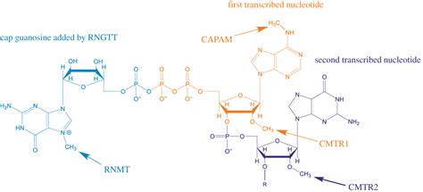 Mrna Cap Structure A Common Cap Structure Is Depicted Including Cap Download Scientific