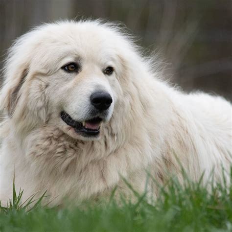 Are Great Pyrenees Puppies Lazy