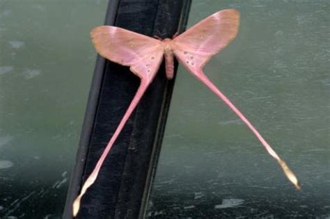 Eudaemonia Argus Galerie