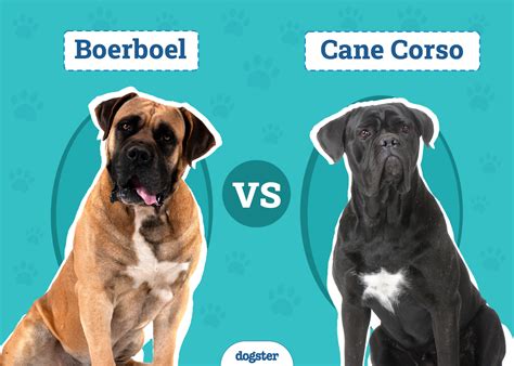 Boerboel Vs Cane Corso Main Differences With Info And Pictures Dogster