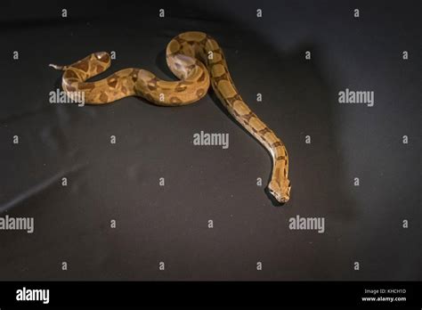 Royal Or Ball Python Snake Isolated On Black Background Stock Photo Alamy