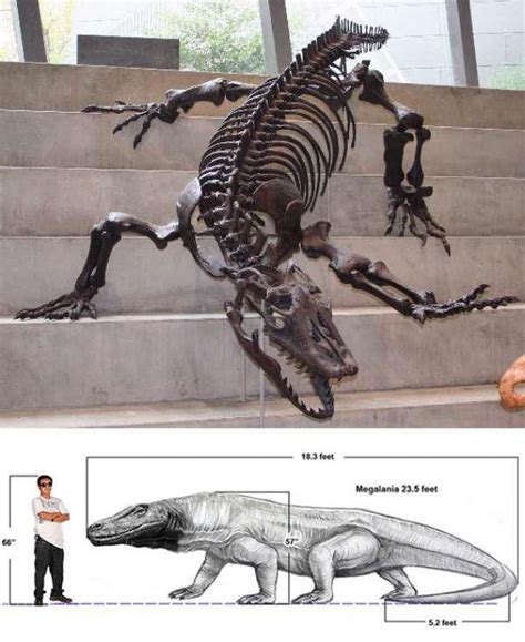 Megalania Were The Giant Ancestors Of Komodo Dragons They Went Extinct