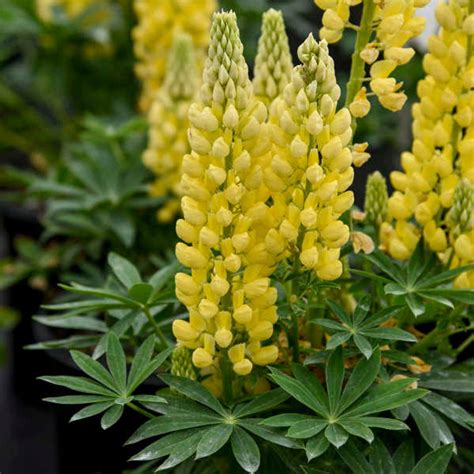 Lupin Gallery Dwarf Mix