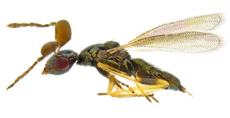 Eulophidae Maybe Tetrastichinae Bugguidenet