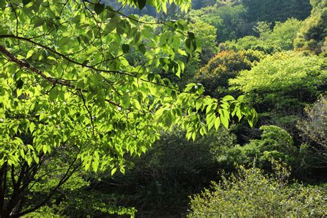 若葉 有楽椿の里 ① By Fur38 （id：12992431） 写真共有サイトphotohito