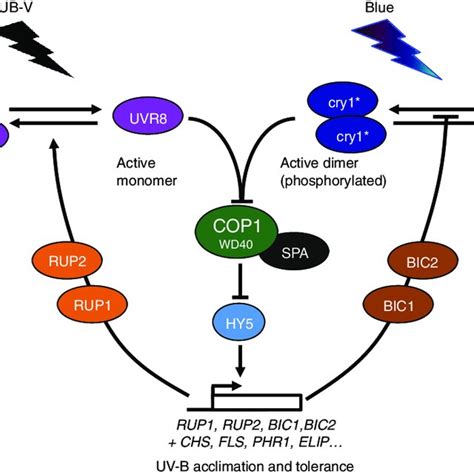 Pdf Cryptochrome Mediated Blue Light Signalling Modulates Uvr8