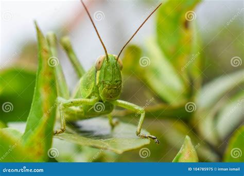 Grasshopper Camouflage Stock Image Image Of Green Abdominal 104785975