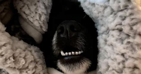 Love My Lil Mans Overbite Yes He Is Alive In This Pic Album On Imgur