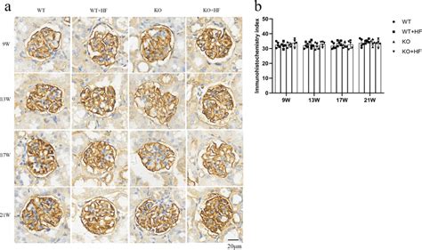 Expression Of Cd2ap Was Not Affected After Angptl3 Knockout A The