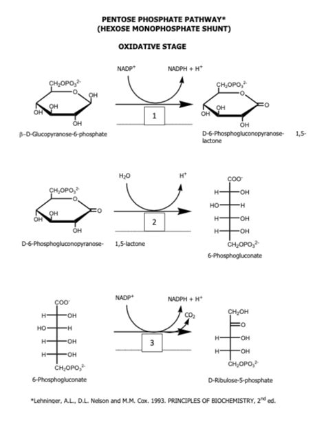 Chem 160 Ppp Oxidative Diagram Quizlet