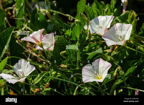 Field Bindweed Convolvulus Arvensis European Bindweed Creeping Jenny