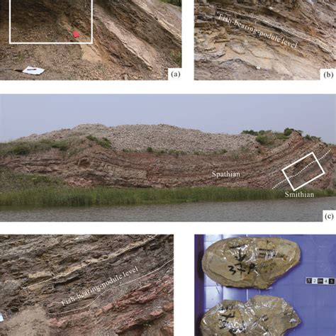 A The Early Triassic Paleogeographic Map Of South China Showing The Download Scientific