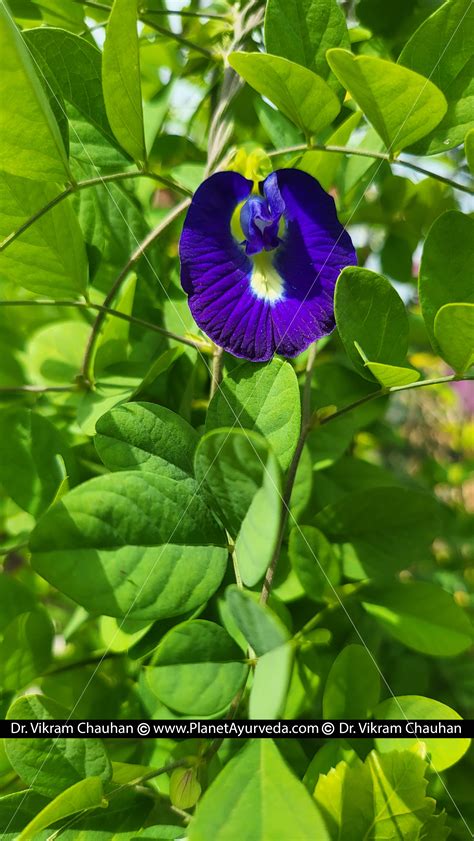 Clitoria Ternatea Aparajita Butterfly Pea A Comprehensive Guide