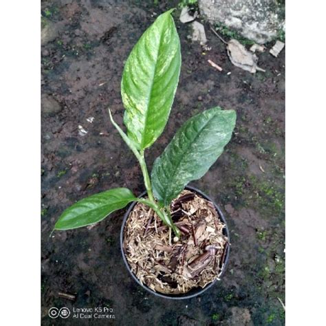 Harga Puberula Terbaru November 2023 Biggo Indonesia