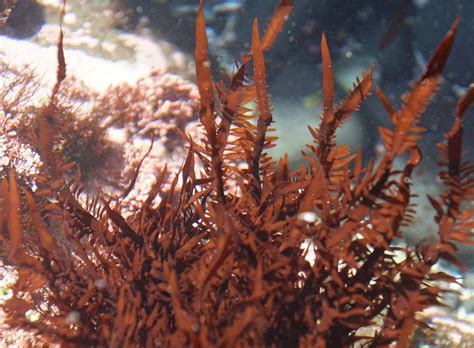 Phycoerythrin Pme Providing Sensors And Systems For Monitoring