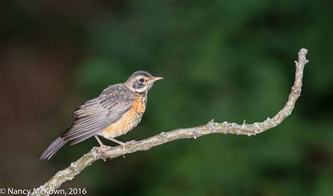 Photographing An American Robin Red Eye Blue Eye Effect Welcome To