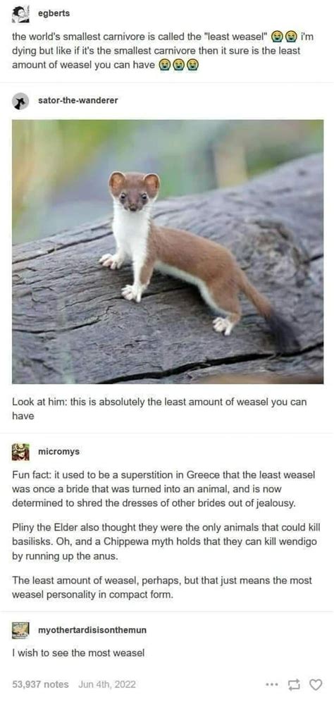 Quite The Weasel Album On Imgur