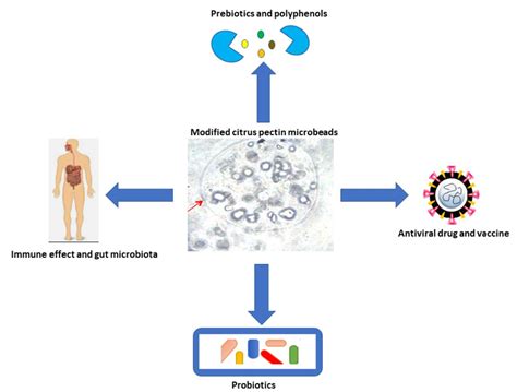 Pectin Is A Polysaccharide At Sean Hawker Blog