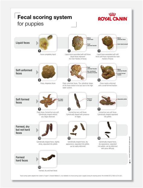 Weaning Diarrhea In Puppies Academy En