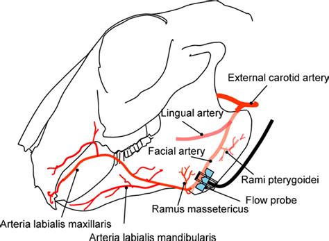 Anatomical Scheme Of The Facial Artery And Its Main Branches The