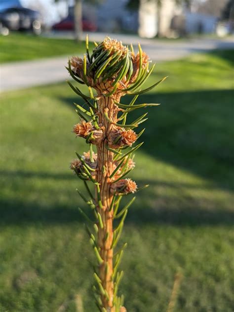 Help Identifying Spruce Species Rtreeidentification