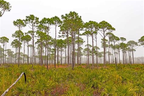Pinus Elliottii Slash Pine