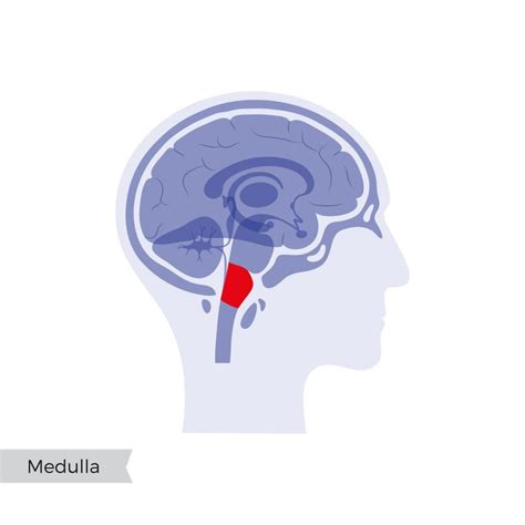 Medulla Function