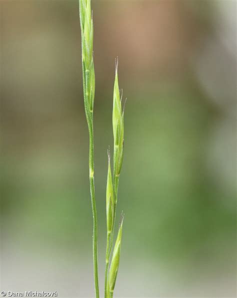 Festuca Rubra • Floraveg Eu