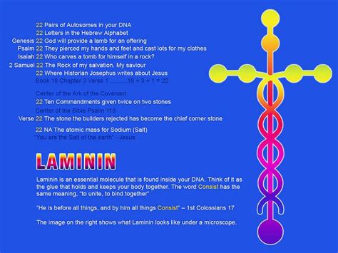 Laminin Dna Human Dna Jesus Book True Faith