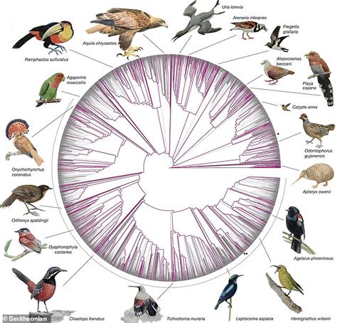 Scientists Map The Genetic Make Up Of 363 Bird Species Daily Mail Online