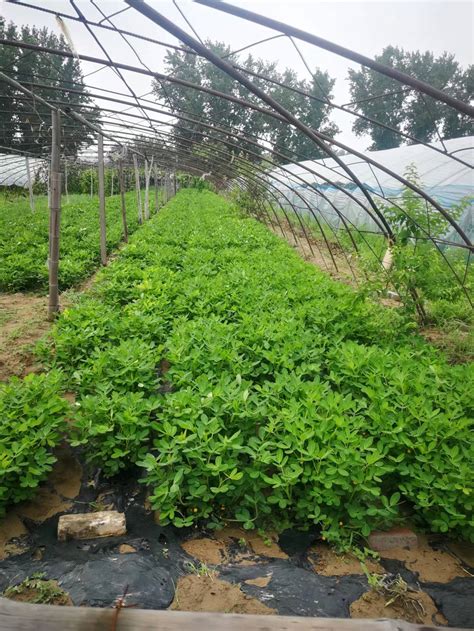 花生花期这样做饱果又增产 华商经济网