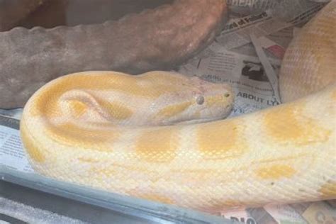Enormous 14 Foot Burmese Python Discovered In New York Garage