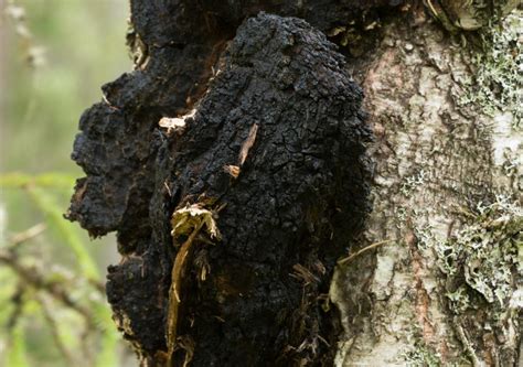 Chaga Mushrooms Benefits Tips And Risks