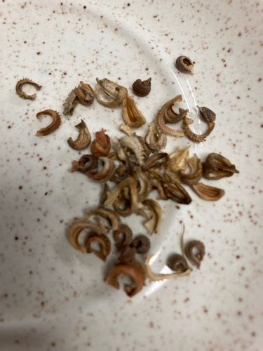 Seeds Flashcards Quizlet
