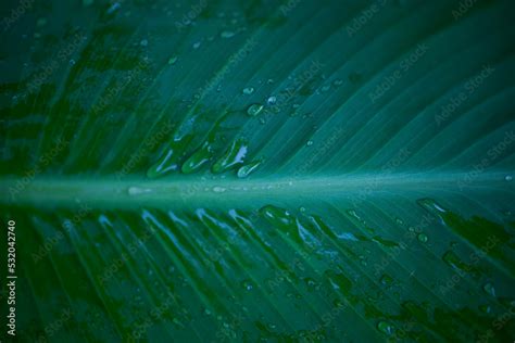 Green Leaf Texture With Veins Close Up Canna Leaf Light Green