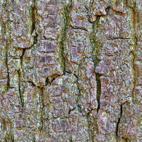 High Resolution Photo Realistic Seamless Texture Pattern Of Tree Bark 16680150 Stock Photo At