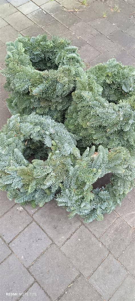 Jodła Nobilis Niska Cena Na Allegro