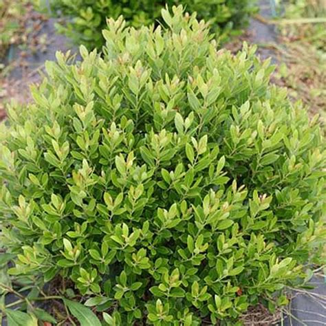 Must Have Tips For Growing Inkberry Holly Ilex Glabra
