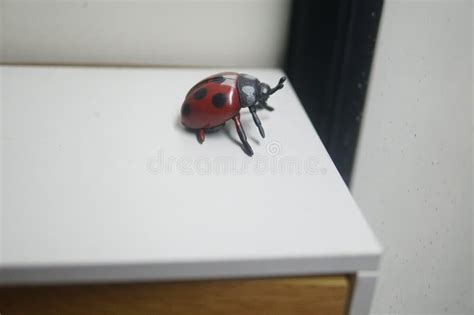 A Ladybug Rests On A White Surface Elegantly Framed Showcasing Its