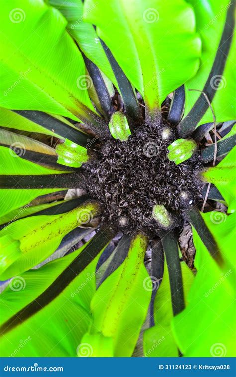 Asplenium Nidus Parasites On Branches In The Crown Of A Huge Tropical