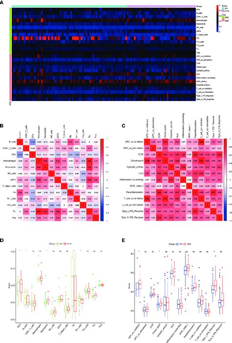 Analysis Of Immune Infiltration A Immune Related Heatmap B