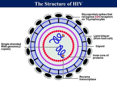 Bio54 56 Disease Communicable 3 Protist Fungus And Virus