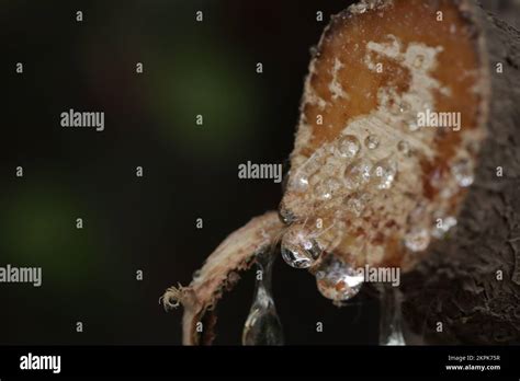 Tree Sap Coming Out Of Cut Branches Of A Pine Tree Concept Of Environment And Trees Stock Photo