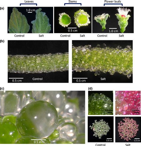 Epidermal Bladder Cells Ebcs From Mesembryanthemum Crystallinum A