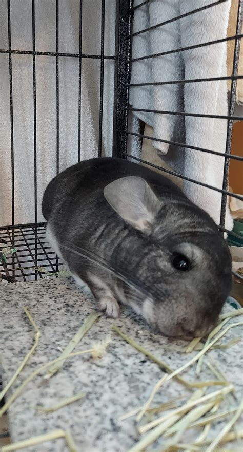 Its Hard Being So Cute Scrolller