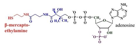 Intro To Metabolism And Enzyme Cofactors Flashcards Quizlet