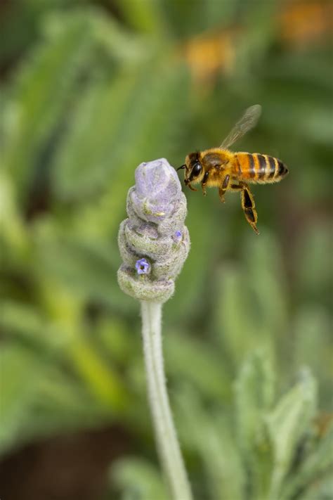 Boobsspostersexnoblurnobra Photos Download The Best Free Boobss