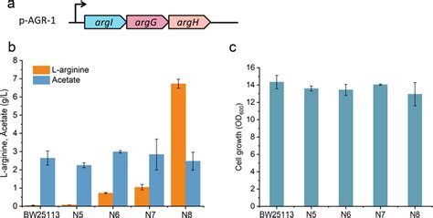 Effects Of Removing The L Arginine Degradation Pathway And