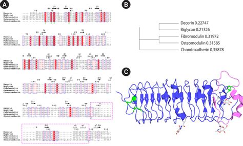 Sequence Alignment And Phylogenetic Tree Of Small Leucine Rich